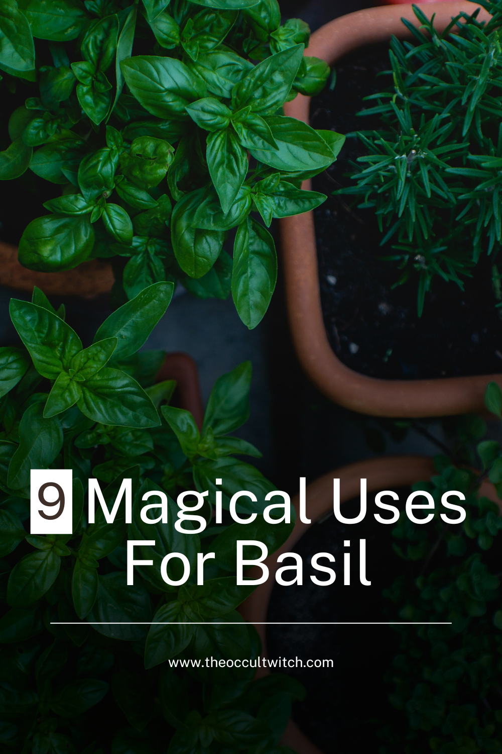 9 Magical Uses For Basil In Witchcraft & Spells - The Occult Witch