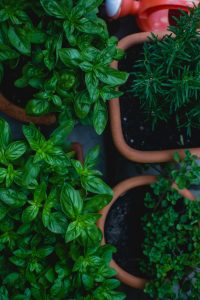 9 Magical Uses For Basil In Witchcraft & Spells - The Occult Witch