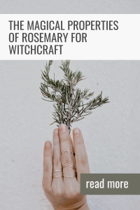 The Magical Properties Of Rosemary For Witchcraft - The Occult Witch